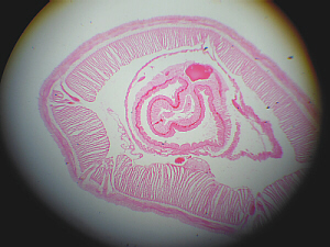 Earthworm Dissection